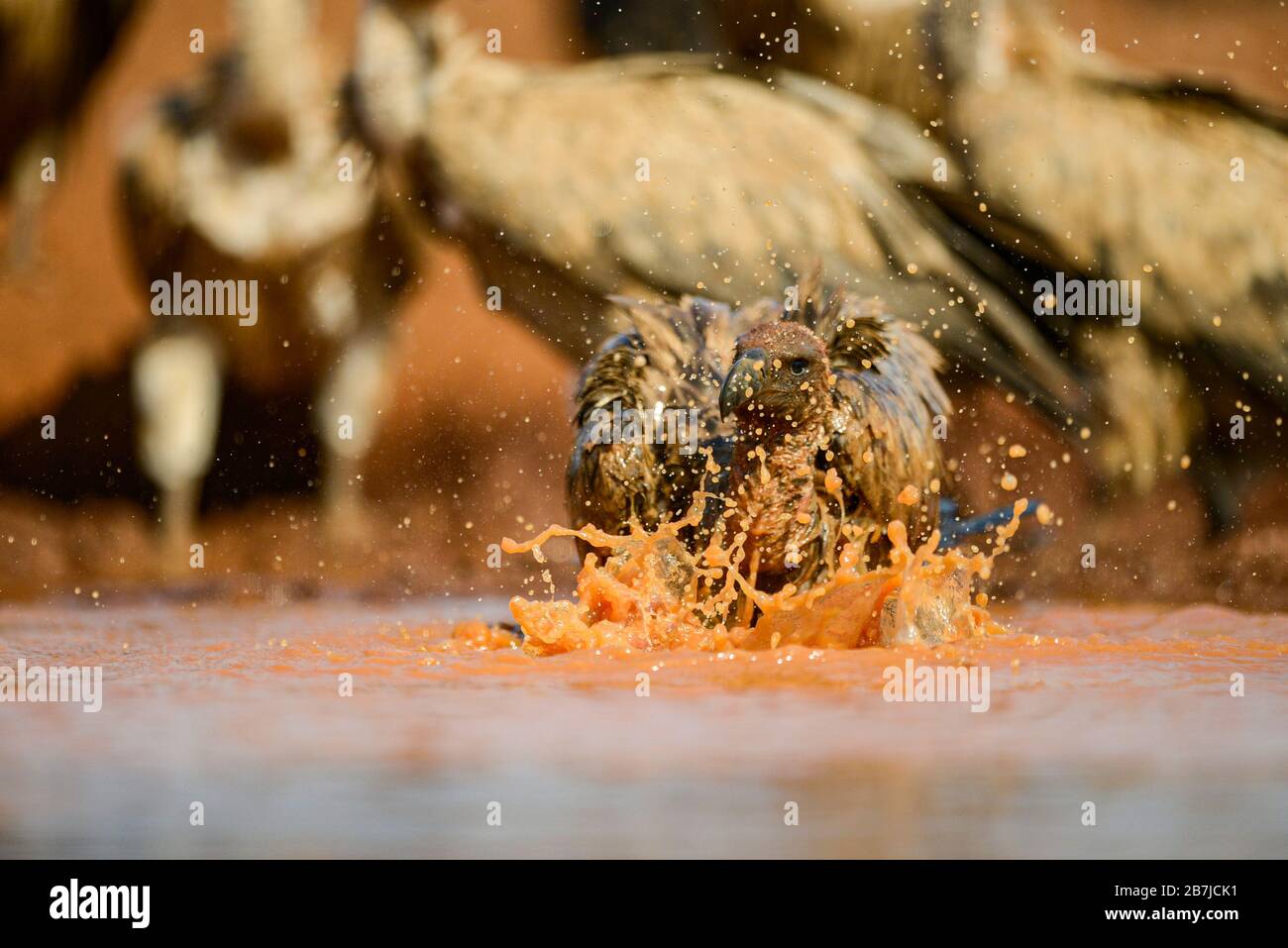 White backed vulture bathing Stock Photo - Alamy