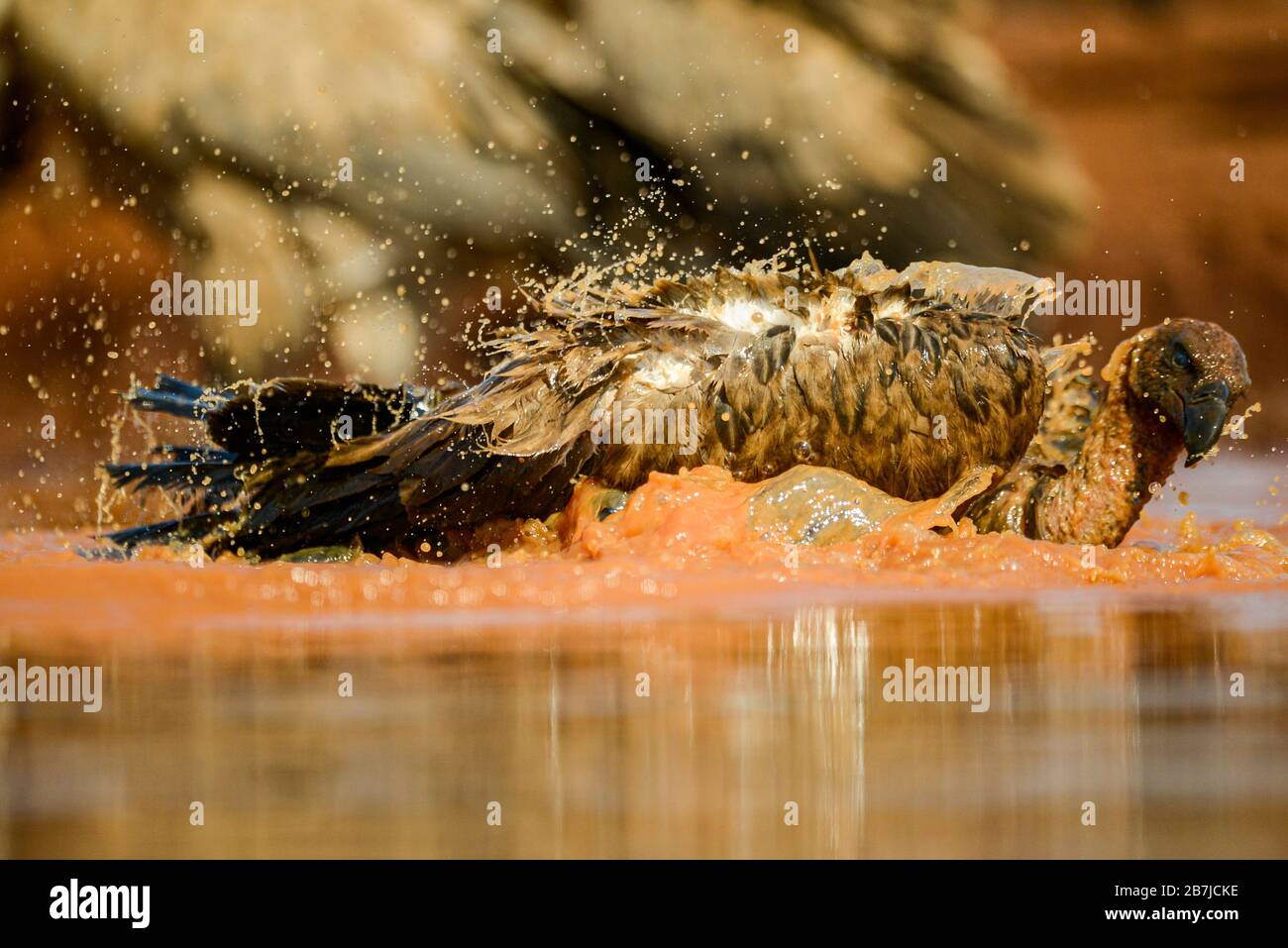 White backed vulture bathing Stock Photo - Alamy