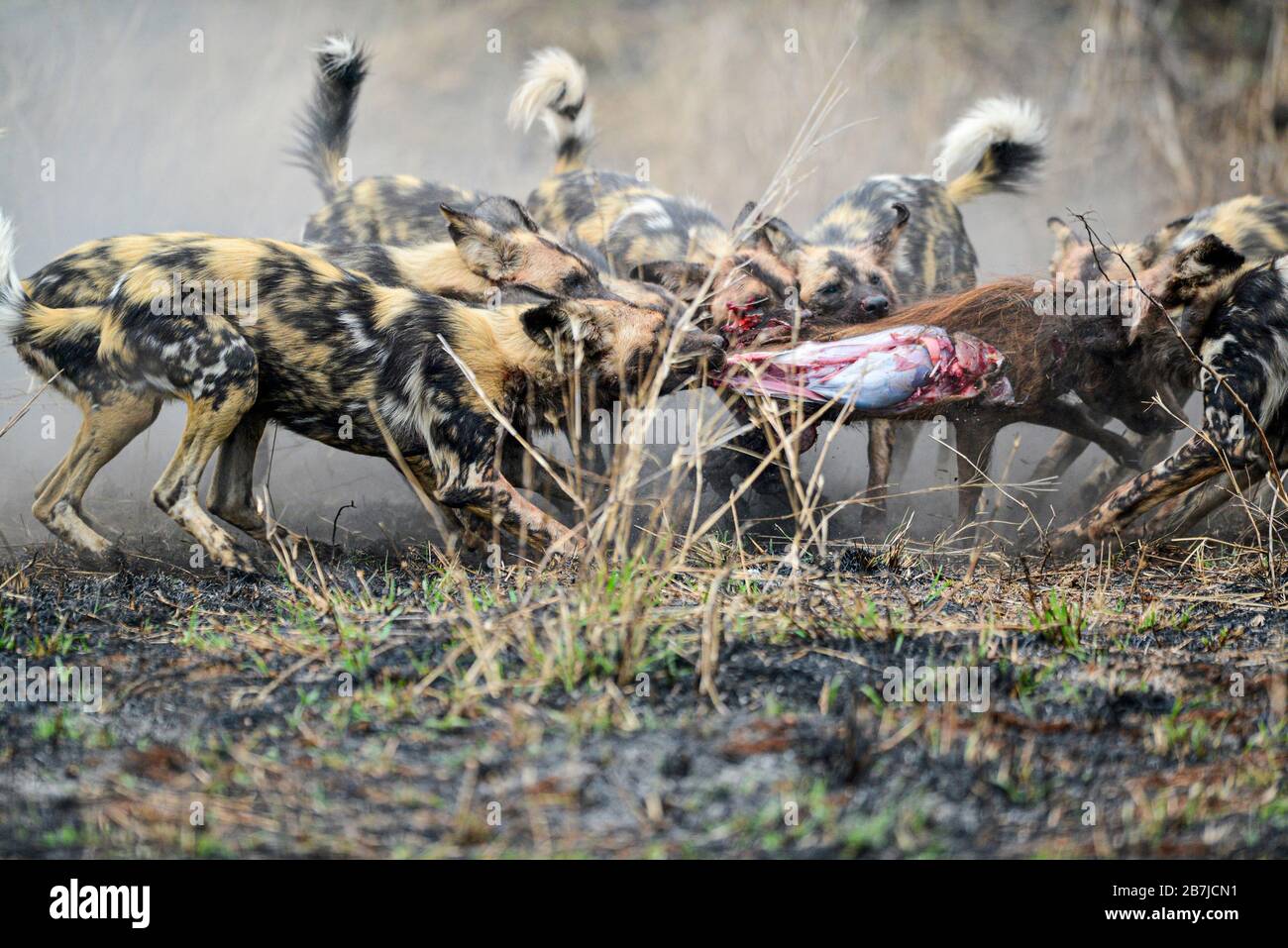 Pack of African Wild Dogs killing Warthog Stock Photo - Alamy