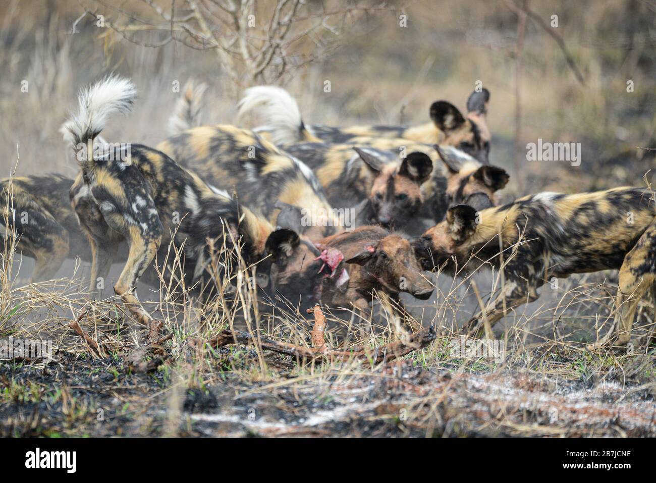 Pack of African Wild Dogs killing Warthog Stock Photo - Alamy