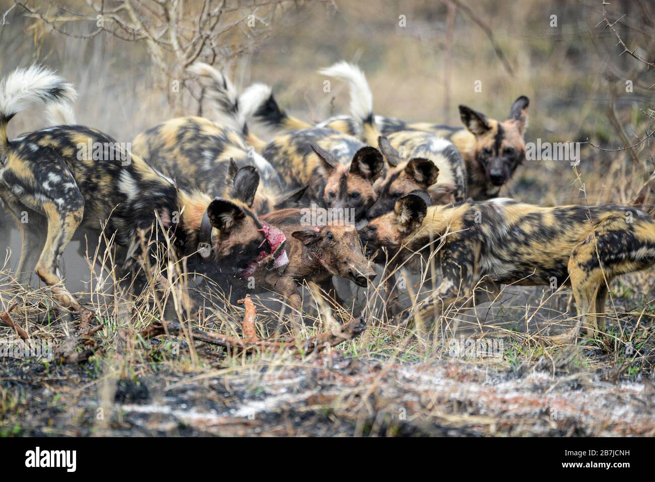 Pack of African Wild Dogs killing Warthog Stock Photo - Alamy
