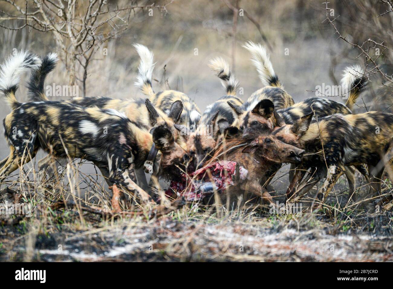 Wild Dog Kill Rate at Erik Harris blog