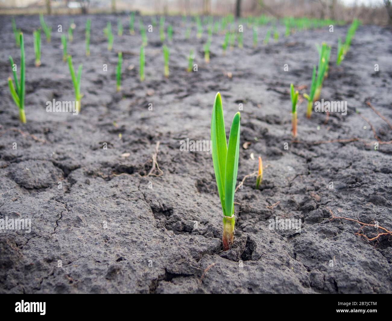 The first green shoots sprouting from wet soil in the spring Stock ...