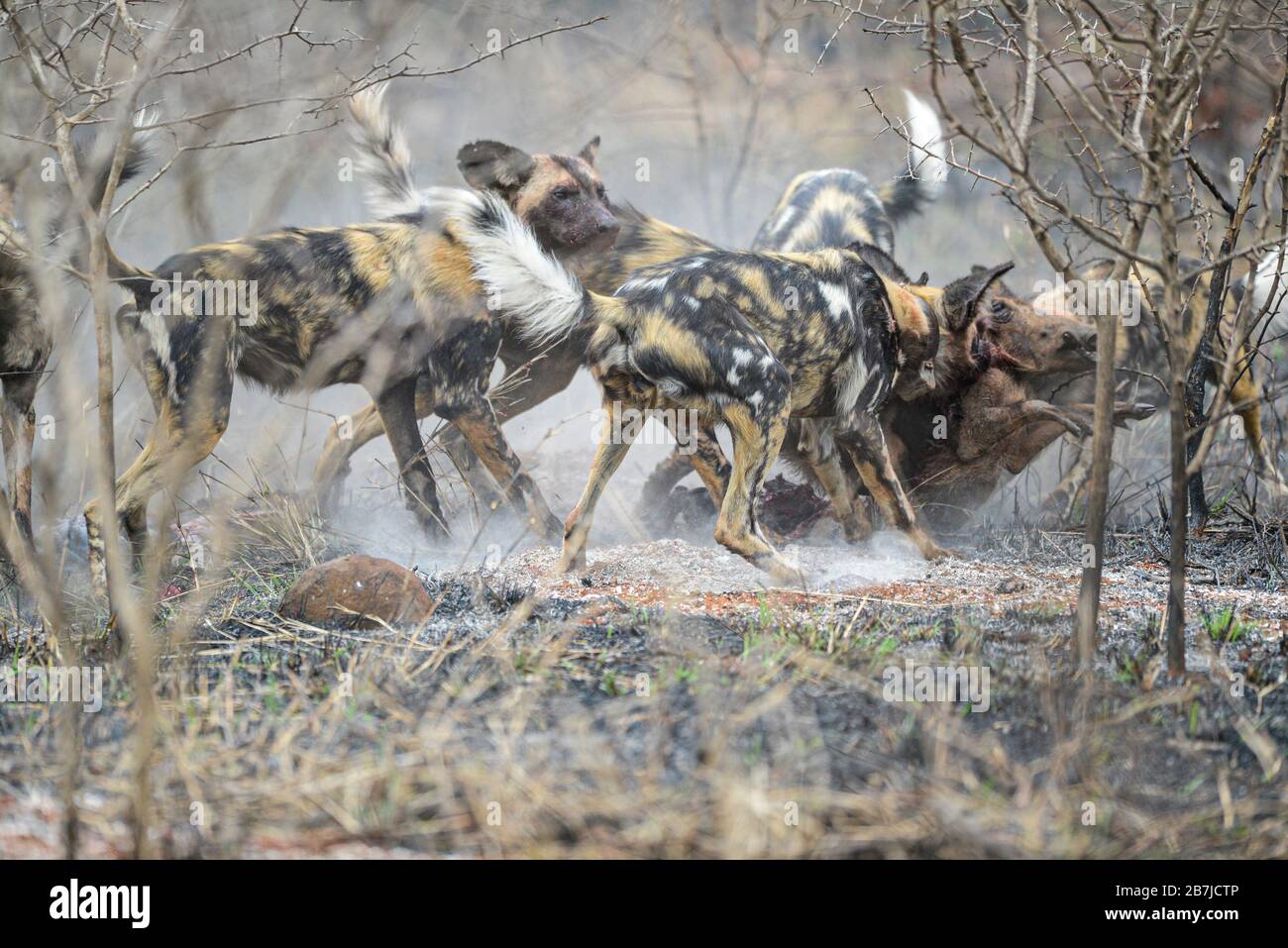 Pack african wild dogs hi-res stock photography and images - Alamy