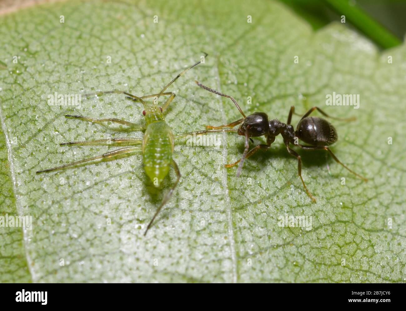 Ant pulling an aphid by the leg on a leaf, forest Stock Photo - Alamy