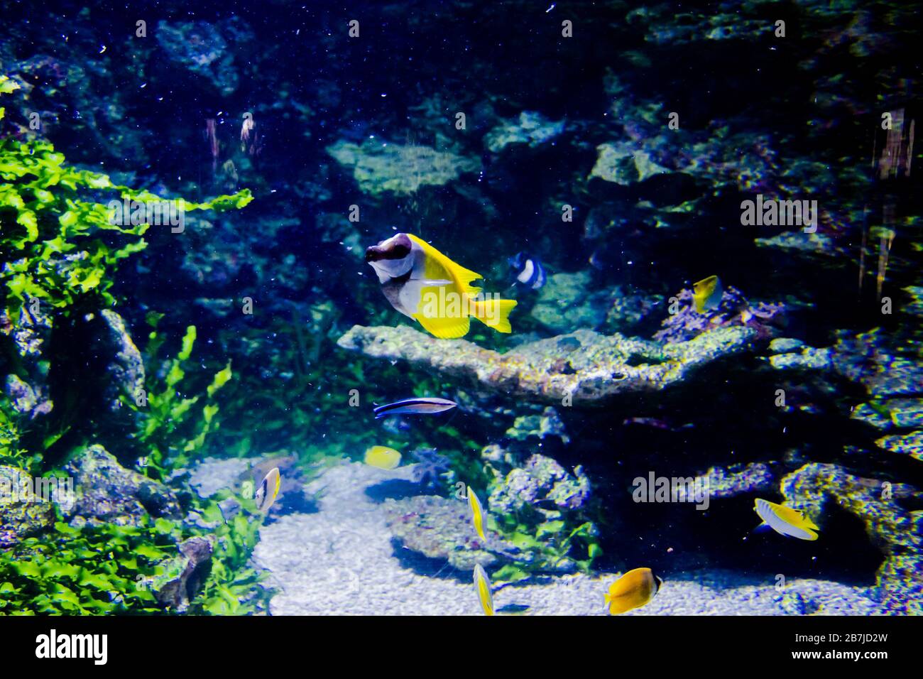 The foxface rabbitfish (Siganus vulpinus). Tropical marine aquarium ...