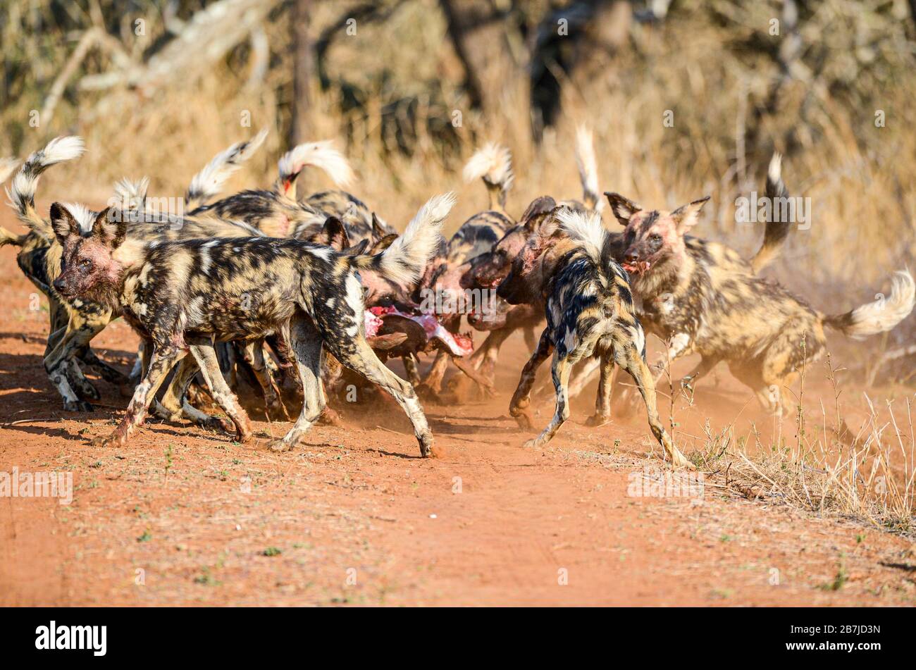 Pack of African Wild Dogs killing Warthog Stock Photo - Alamy