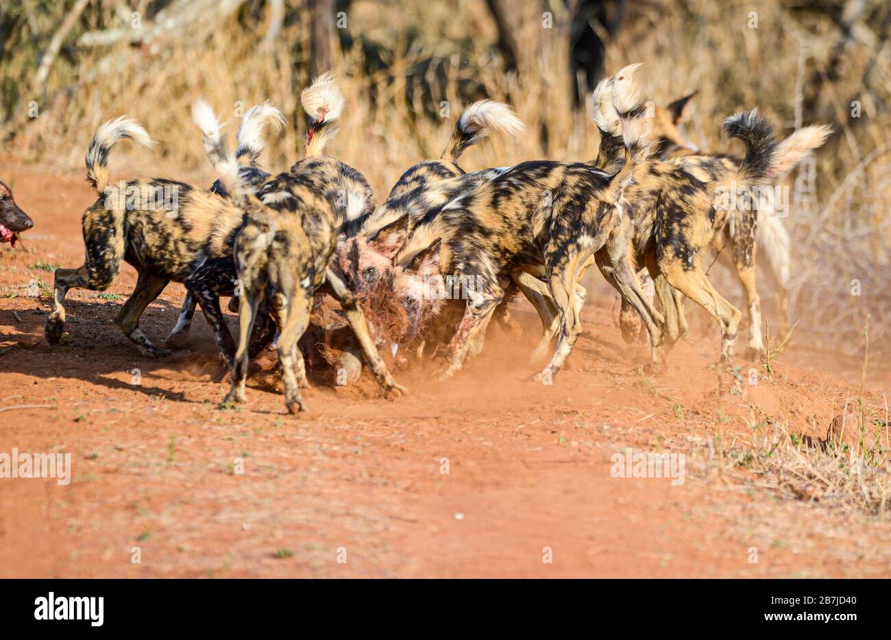Pack of African Wild Dogs killing Warthog Stock Photo - Alamy