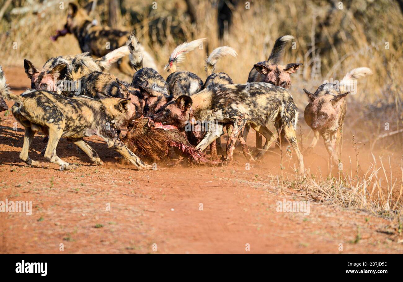 Pack of African Wild Dogs killing Warthog Stock Photo - Alamy