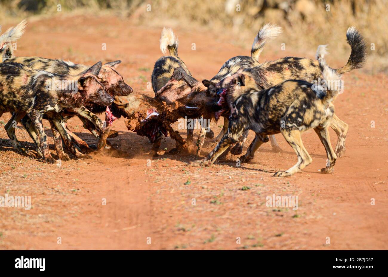 Pack of African Wild Dogs killing Warthog Stock Photo - Alamy