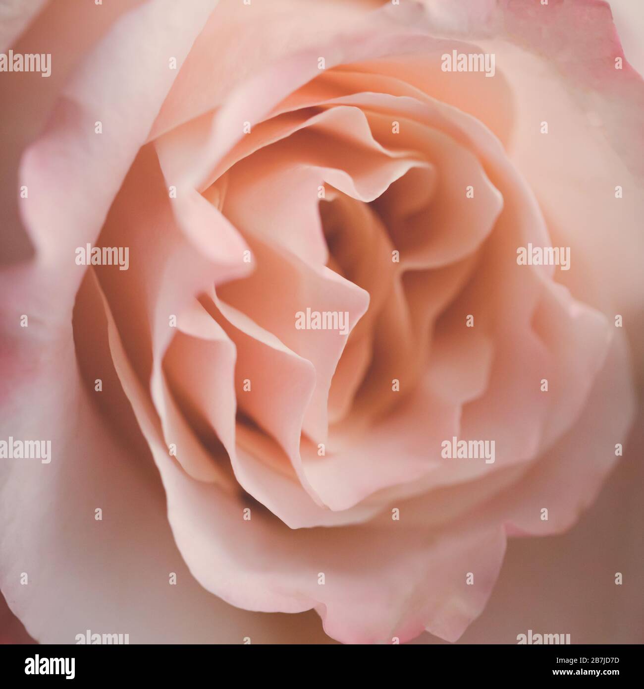 Fresh beige rose flower petals macro background, toned Stock Photo - Alamy