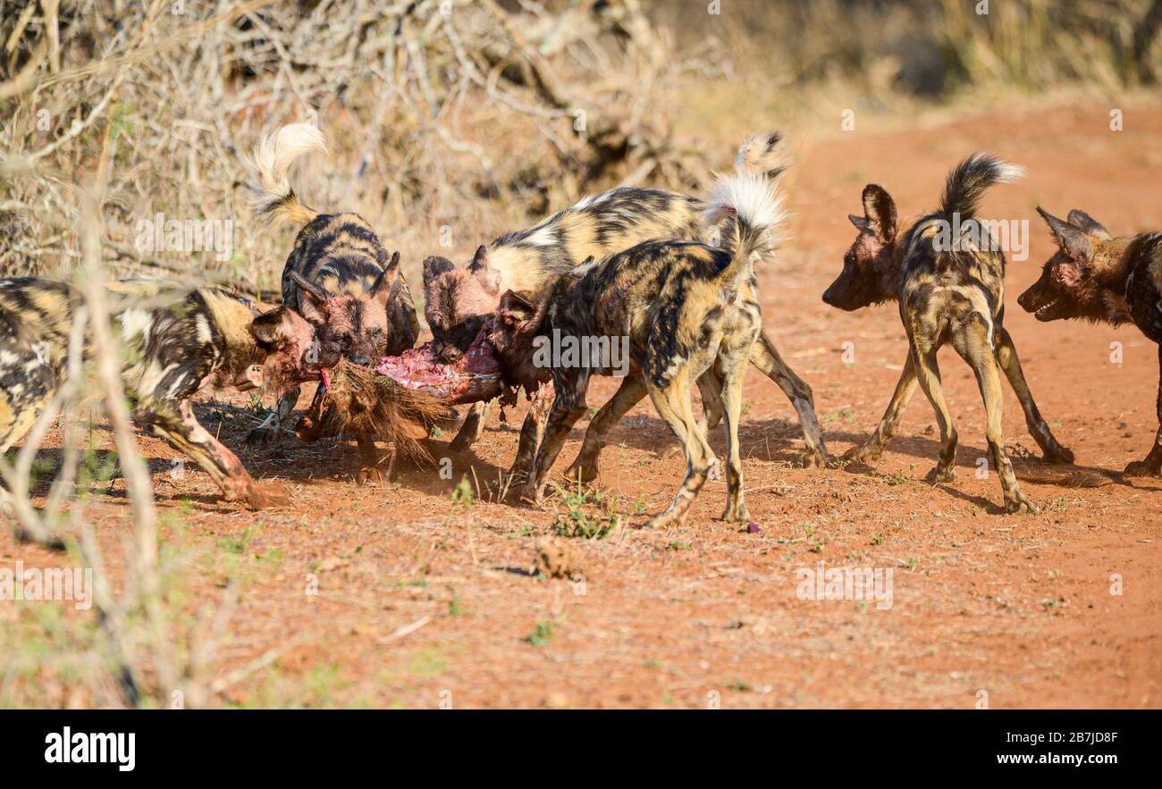 Pack of African Wild Dogs killing Warthog Stock Photo - Alamy