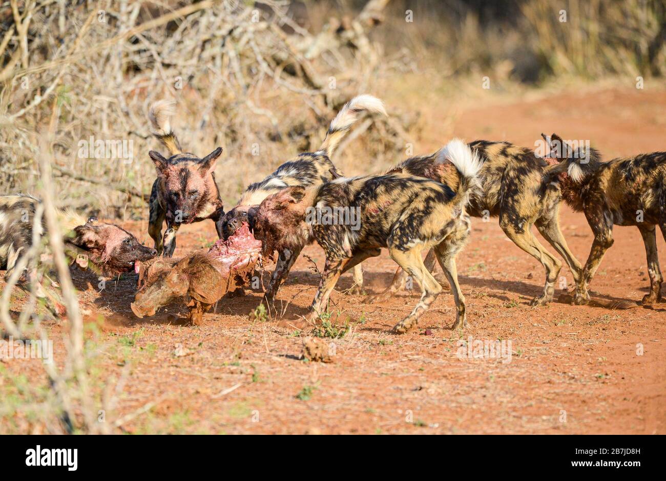 Pack of African Wild Dogs killing Warthog Stock Photo - Alamy