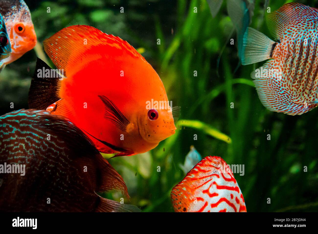 discus fish in aquarium, tropical fish. Symphysodon discus from Amazon ...