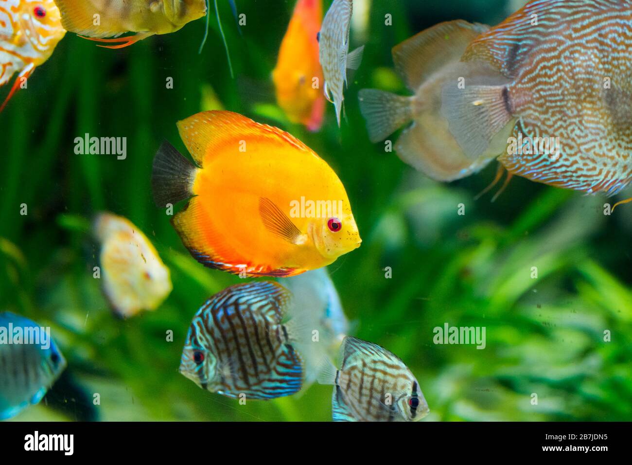discus fish in aquarium, tropical fish. Symphysodon discus from Amazon ...
