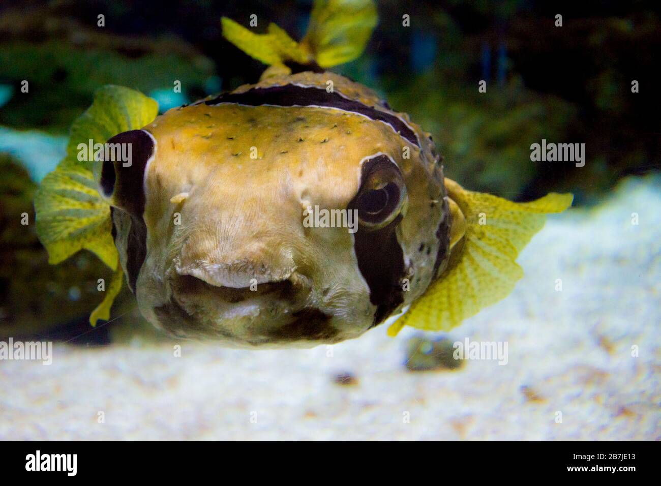 Congo pufferfish hi-res stock photography and images - Alamy