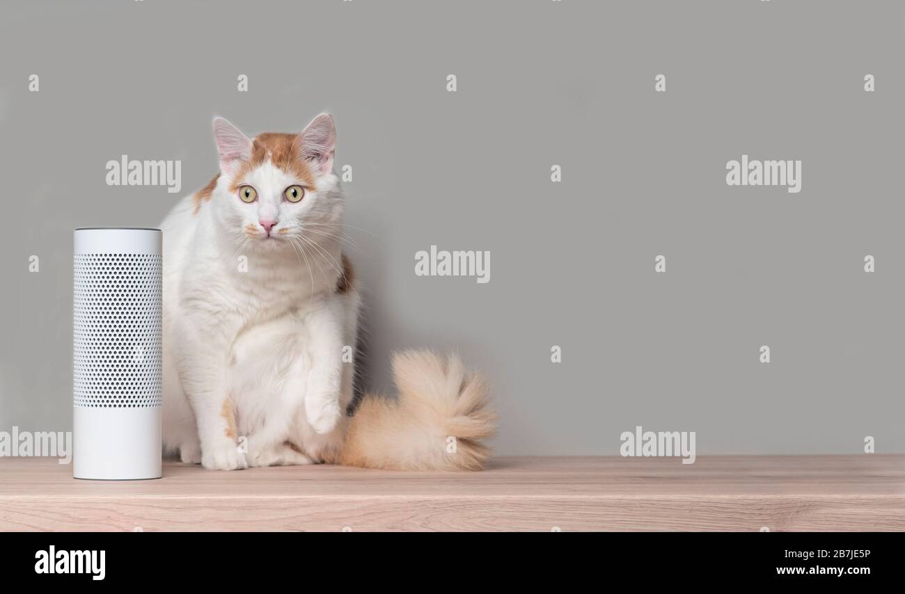 Cute tabby cat sitting beside a voice controlled smart speaker ...
