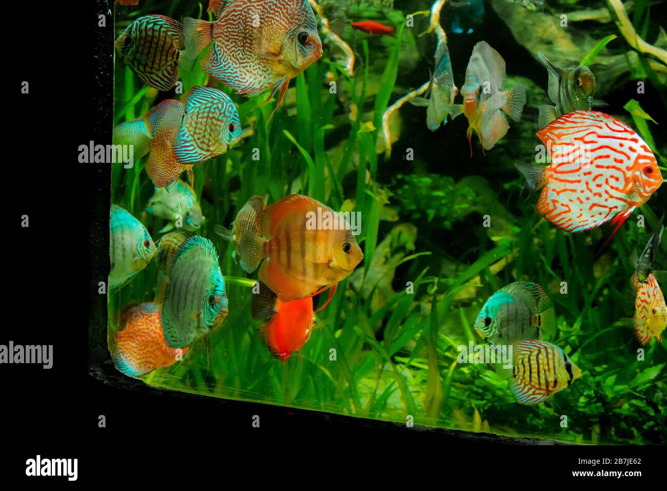 discus fish in aquarium, tropical fish. Symphysodon discus from Amazon ...