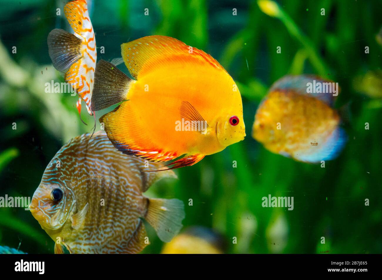 discus fish in aquarium, tropical fish. Symphysodon discus from Amazon ...
