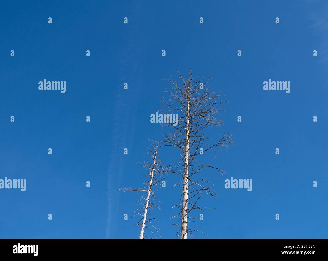 Bald trees after bark beetle attack with blue background in german ...
