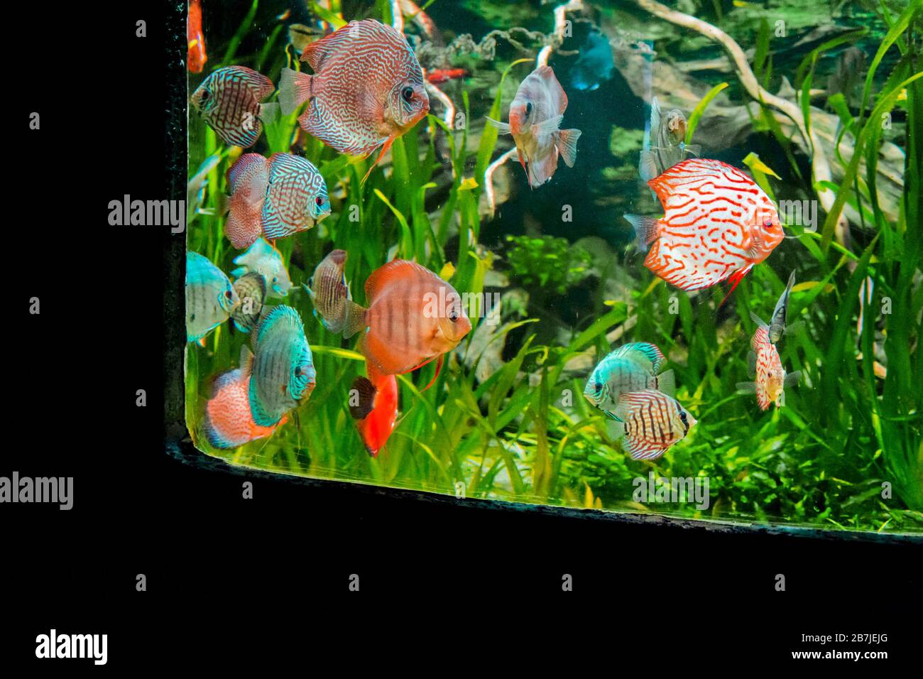 discus fish in aquarium, tropical fish. Symphysodon discus from Amazon ...