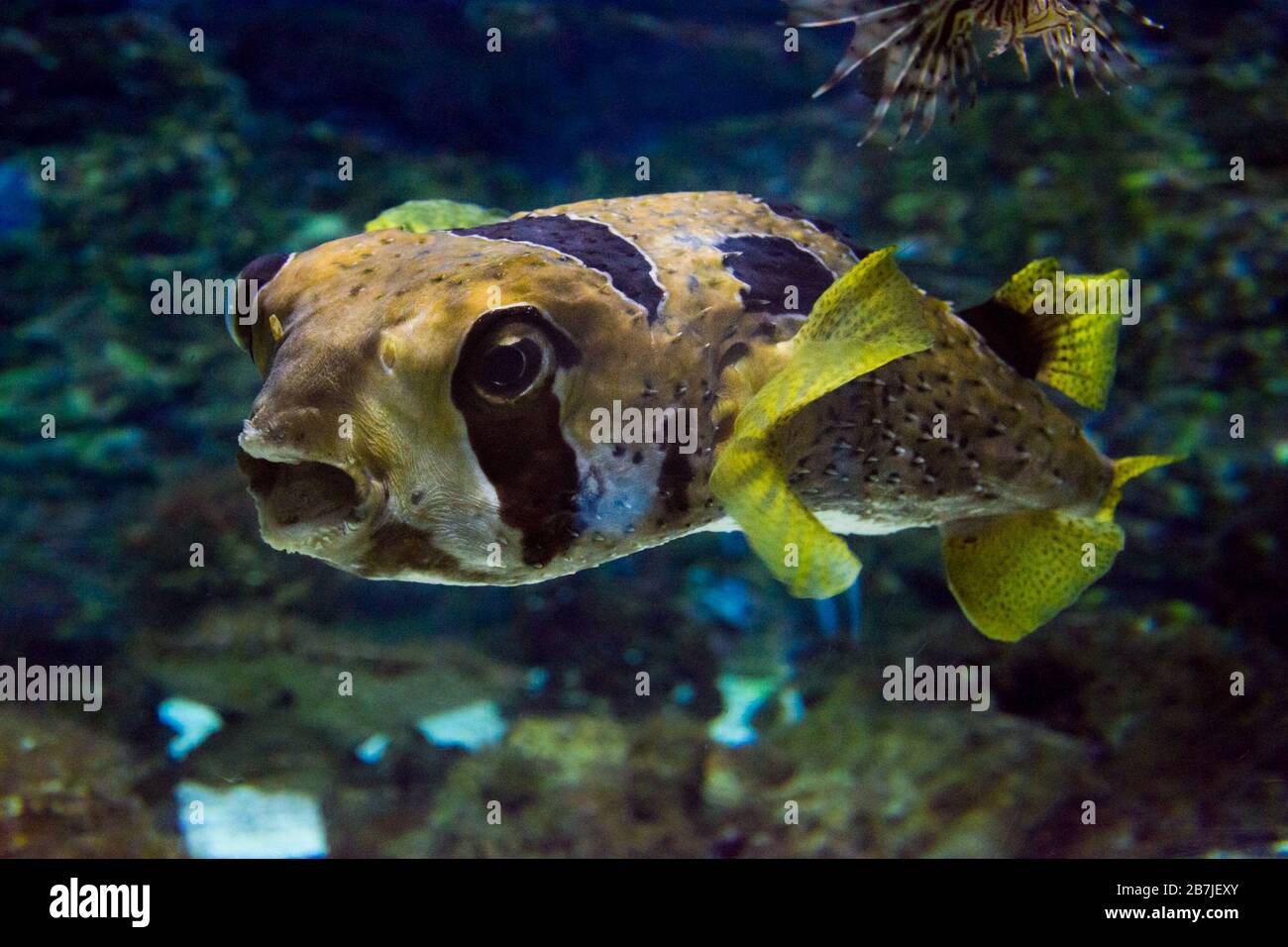 The blackspotted puffer (Arothron nigropunctatus). The dog-faced puffer ...