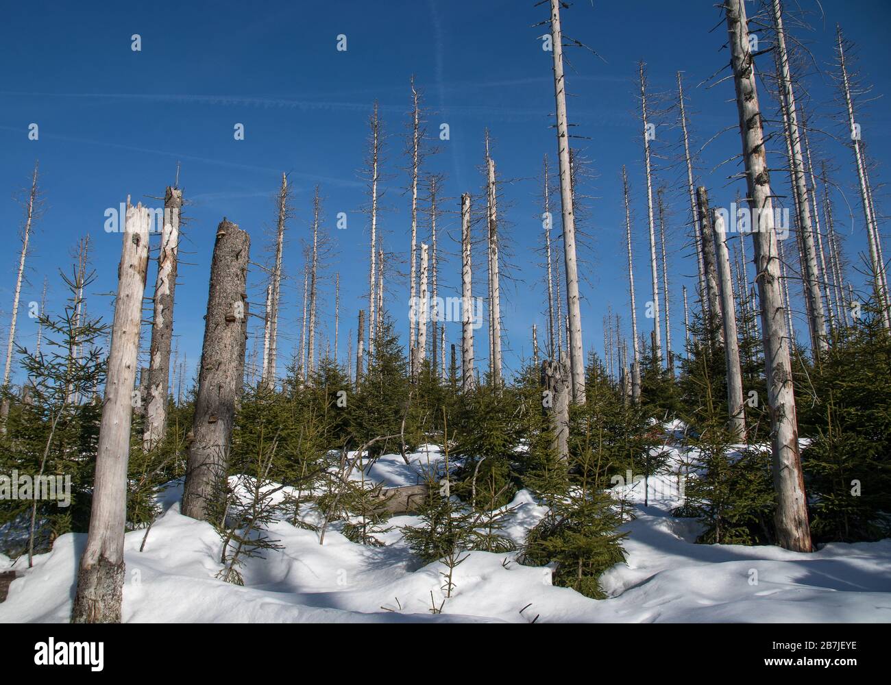 Bald trees after bark beetle attack with blue background in german ...