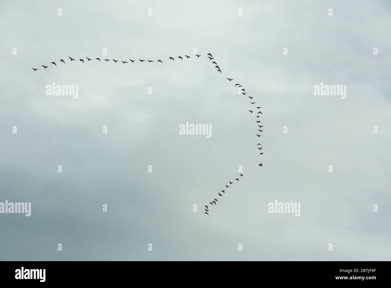 Birds flying v shape hi-res stock photography and images - Alamy
