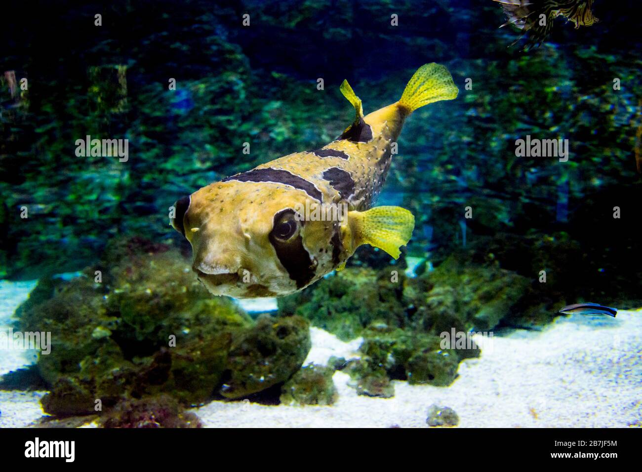 Congo pufferfish hi-res stock photography and images - Alamy