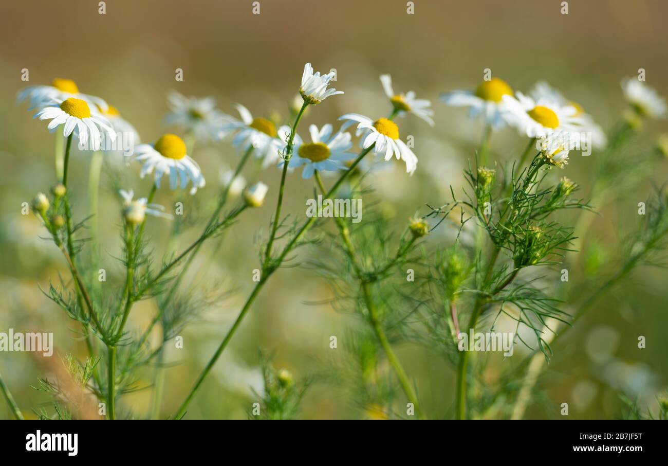 Beautiful daisy or chamomile flowers. Shallow focus, warm colors Stock ...