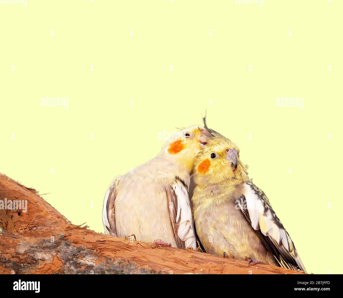 Orange cheek patches hi-res stock photography and images - Alamy