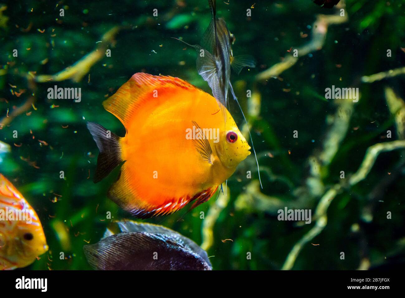 discus fish in aquarium, tropical fish. Symphysodon discus from Amazon ...