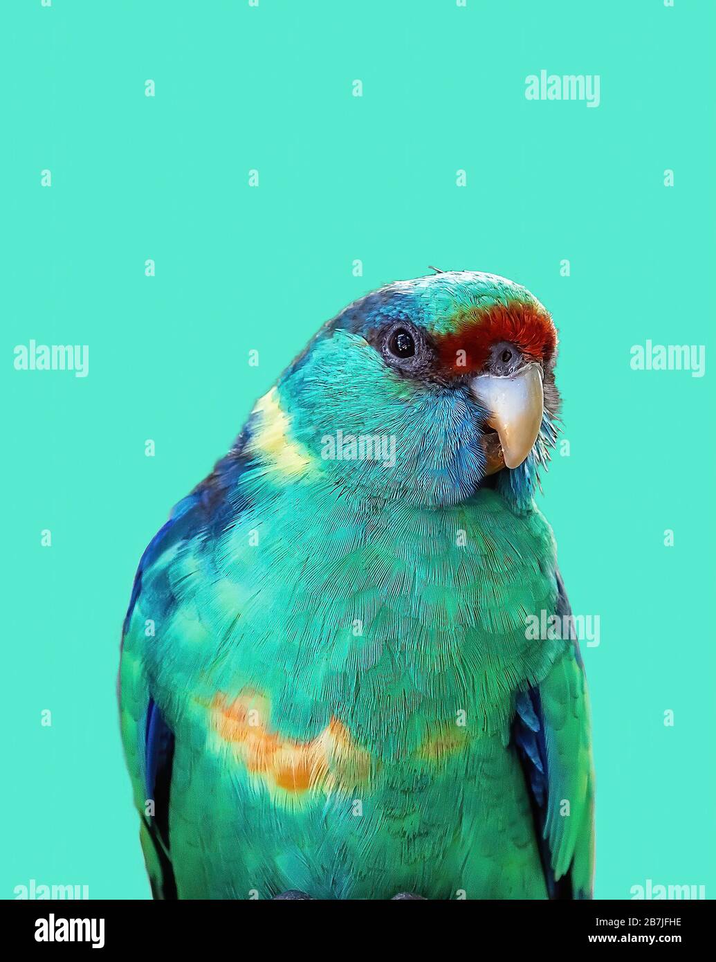 Australian port lincoln parrot hi-res stock photography and images - Alamy