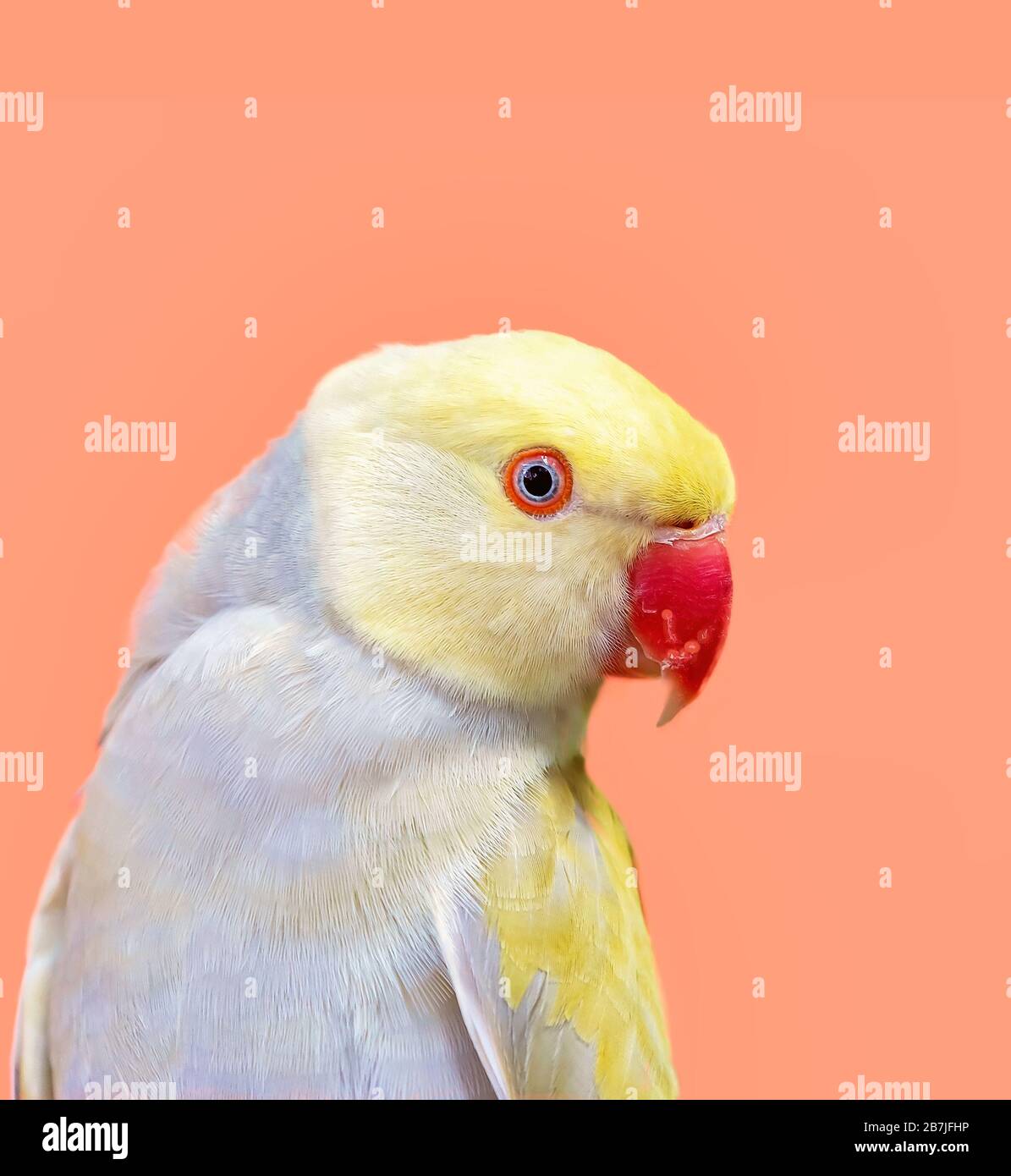 Female yellow and grey ring-necked parrot in close-up Stock Photo - Alamy