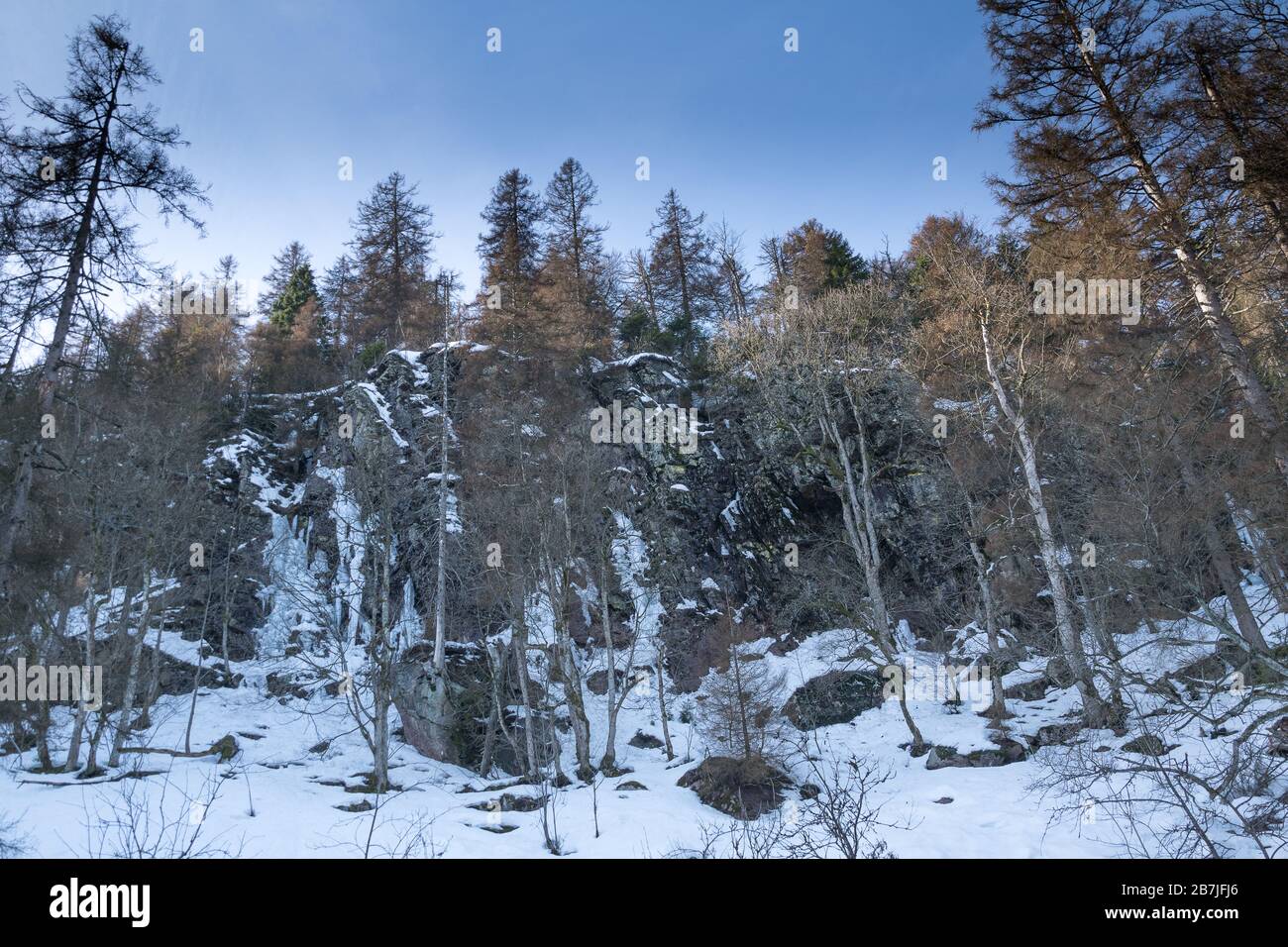 Bald trees after bark beetle attack with blue background in german ...