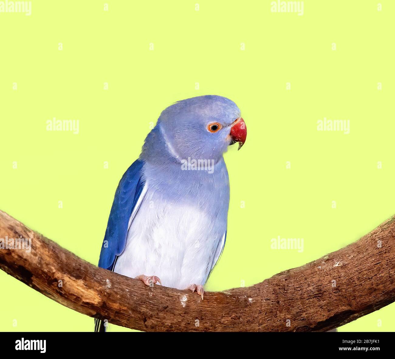 Female ring neck parrot hi-res stock photography and images - Alamy