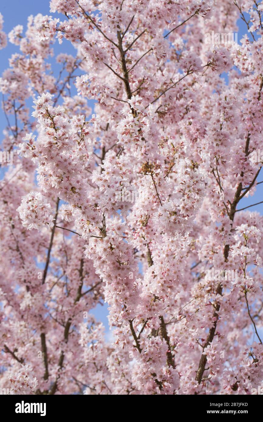 Var pendula hi-res stock photography and images - Alamy