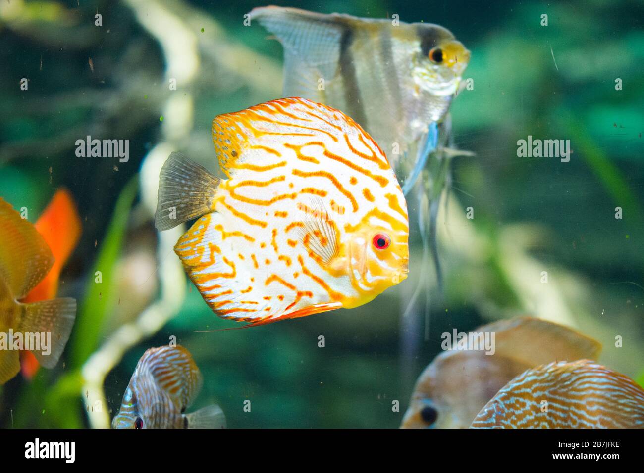 Black diamond cichlid hi-res stock photography and images - Alamy