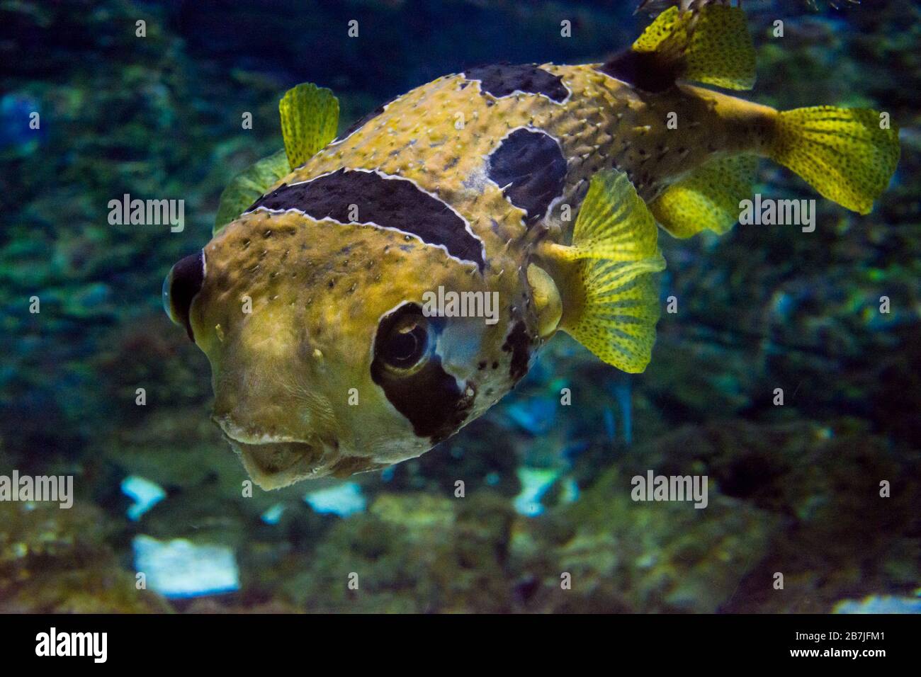 Congo pufferfish hi-res stock photography and images - Alamy