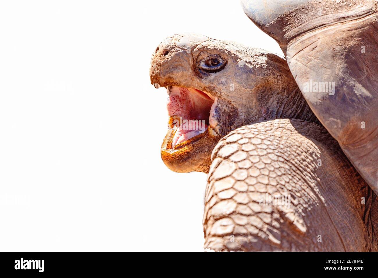 Close up of the open mouth of a galapagos tortoise, isolated on a white ...