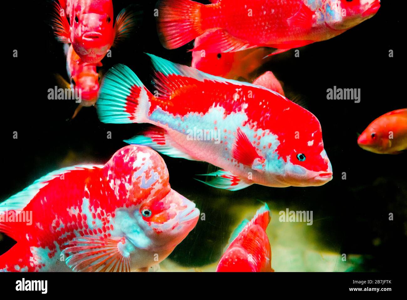 Midas cichlid in aquarium, Amphilophus citrinellus from America Stock ...