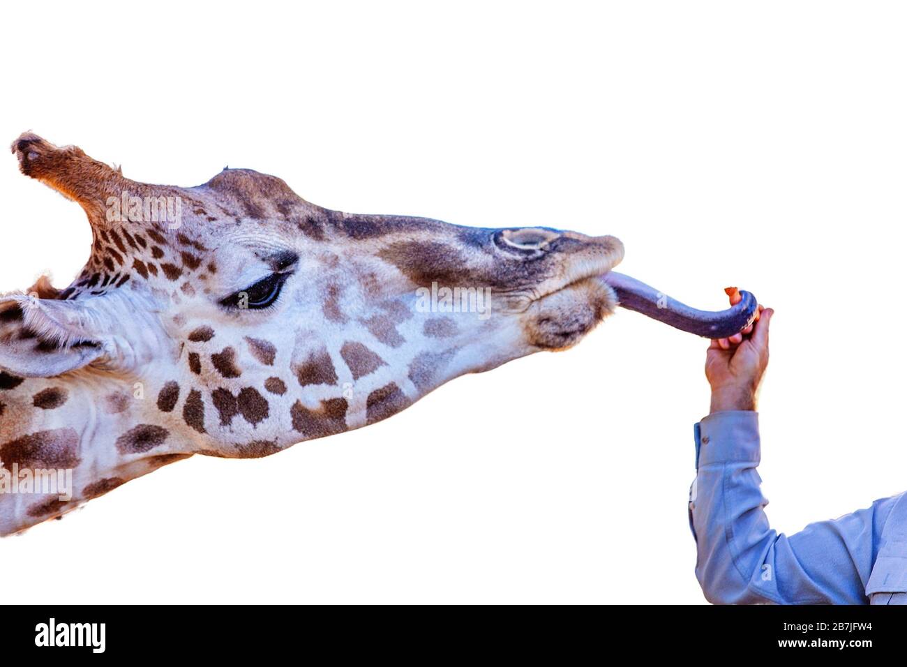 A giraffe reaching for a carrot with its tongue, isolated on a white ...