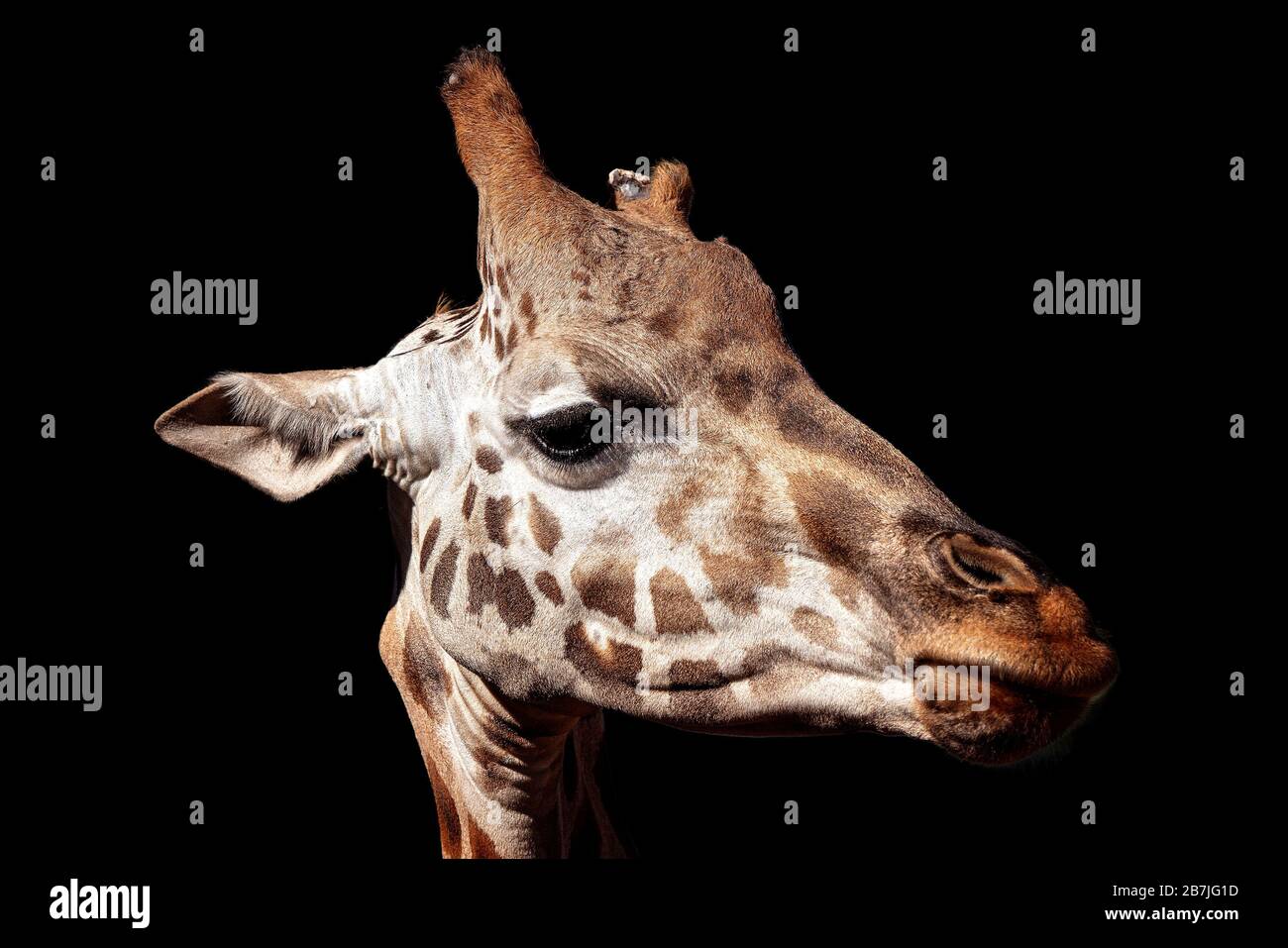 Largest of all ruminants hi-res stock photography and images - Alamy