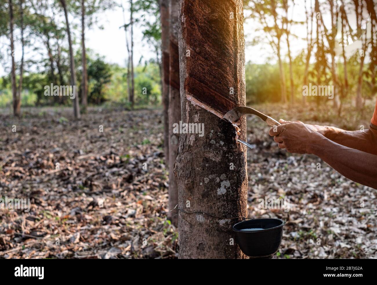 Farmer tapping rubber trees hi-res stock photography and images - Alamy