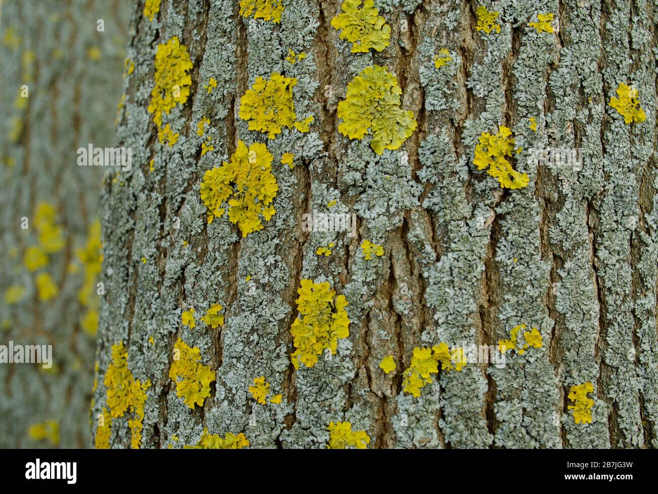 Moss on bark texture hi-res stock photography and images - Alamy