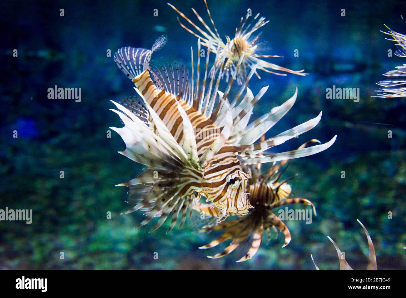 The red lionfish (Pterois volitans) is a venomous coral reef fish in ...