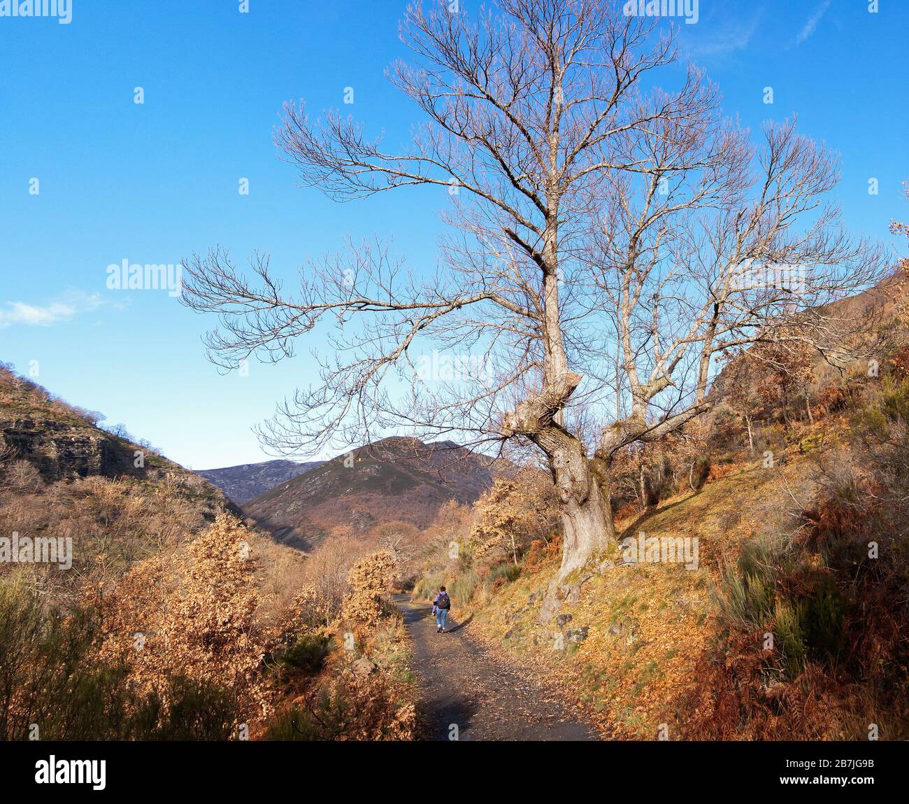 Old chestnut tree hi-res stock photography and images - Alamy