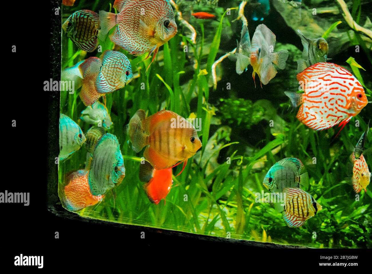 discus fish in aquarium, tropical fish. Symphysodon discus from Amazon ...