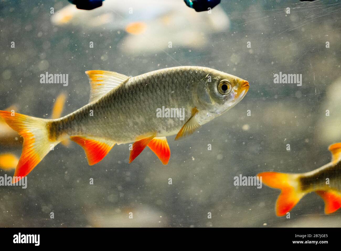 Rudd fish hi-res stock photography and images - Alamy