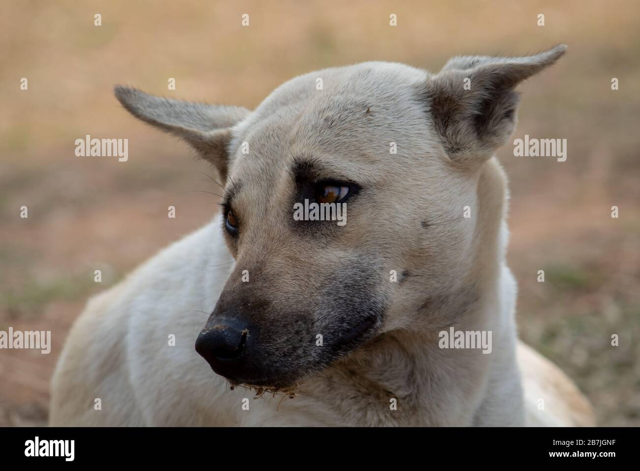 Cream white common stray dog glancing Stock Photo - Alamy